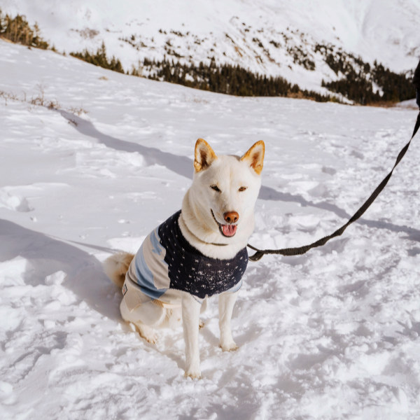 Top Winter Activities to Enjoy with Your Pup – Good Thomas™