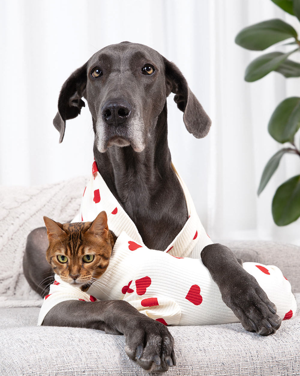 Good Thomas | Matching Outfits, Dog Clothes, and Premium Goods for Dog