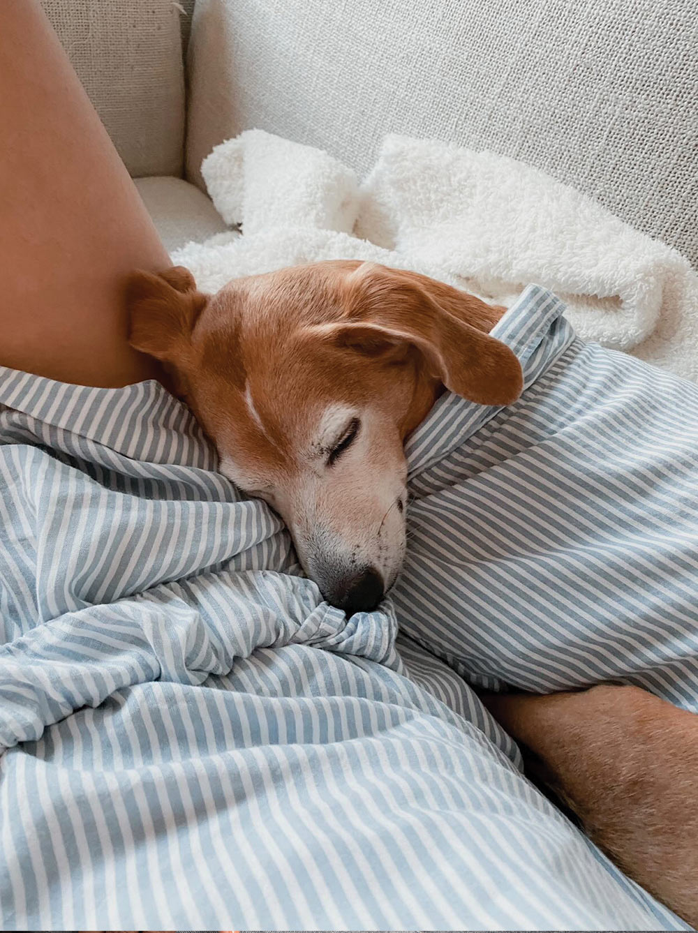 Hamptons Stripe Set by Dog Threads | Premium Matching Owner and Dog ...