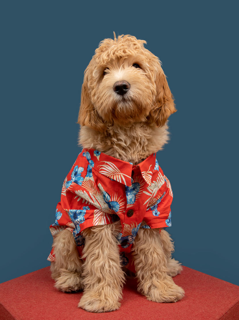 Vintage Vacay BBQ Shirt by Dog Threads | Matching Owner and Dog ...